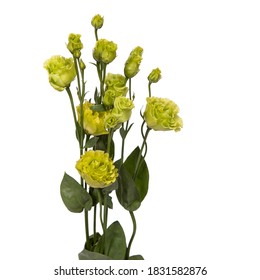 Green Eustoma Isolated White Background Stock Photo 1831582876 ...