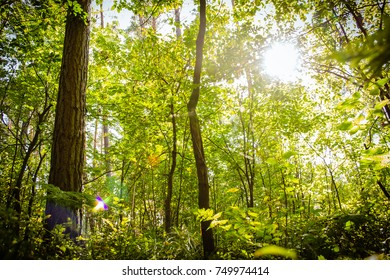 Green Forest Stock Photo 749974414 | Shutterstock