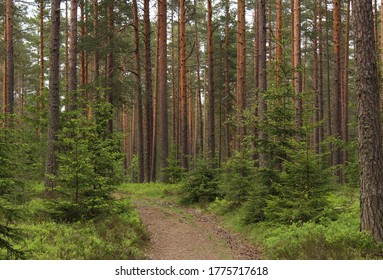 478,146 Fur Trees Images, Stock Photos & Vectors | Shutterstock