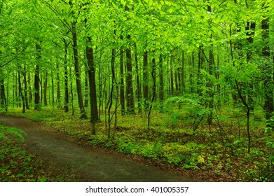 Green Forest Path Stock Photo 401005357 | Shutterstock