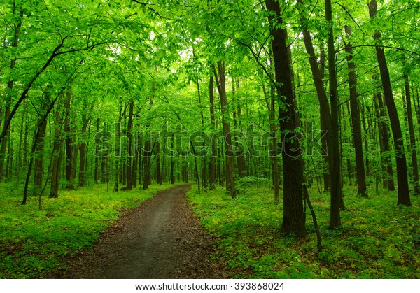 Green Forest Path Stock Photo (Edit Now) 393868024