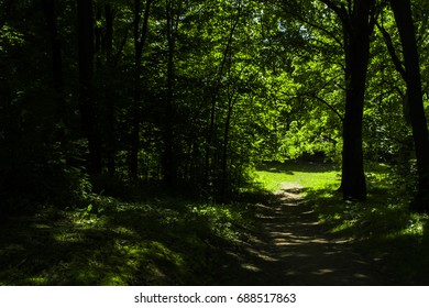 Green Forest Path Depth Stock Photo (Edit Now) 688517863