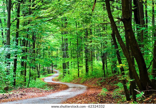 Green Forest Pathway Stock Photo (Edit Now) 62324332