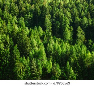 Green Forest Trees Texture Background Nature Stock Photo 679958563 ...