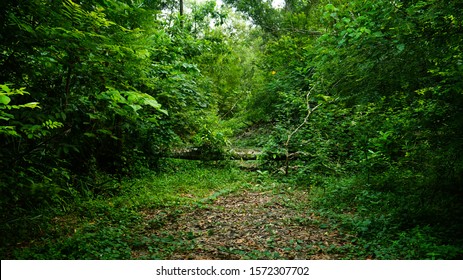 Luminist Green Landscape Captured Biome Boston Stock Photo 1267010608 ...