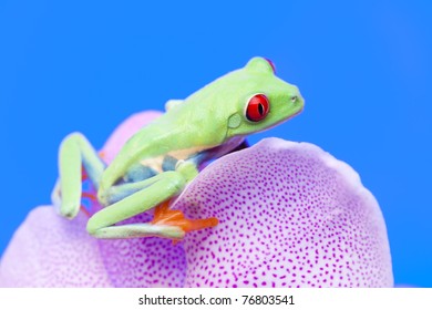 Dubai Uae Nov 18 2018 Flowers Stock Photo 1275816130 | Shutterstock