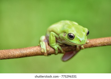Green Frog Alone Stock Photo 775296331 | Shutterstock