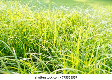 Green Grass Background Light Stock Photo 795533557 | Shutterstock