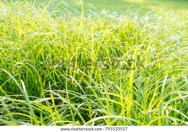 Green Grass Background Light Stock Photo 795533557 | Shutterstock