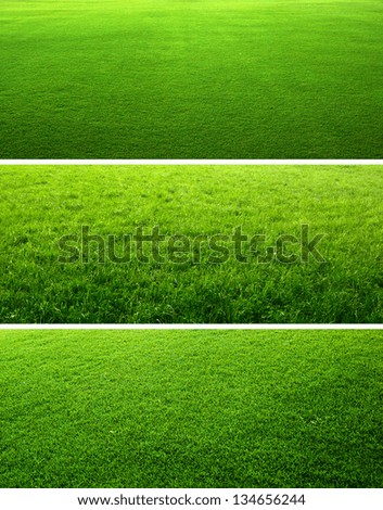 Green Grass Backgrounds Stock Photo (Edit Now) 134656244 - Shutterstock