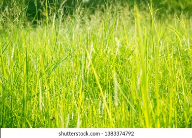 Green Grass Eye Level View Background Stock Photo 1383374792 | Shutterstock