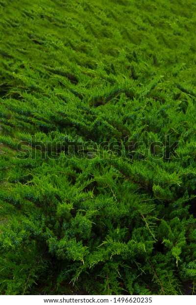 Green Grass Full Screen Background Nature Stock Photo 1496620235 ...