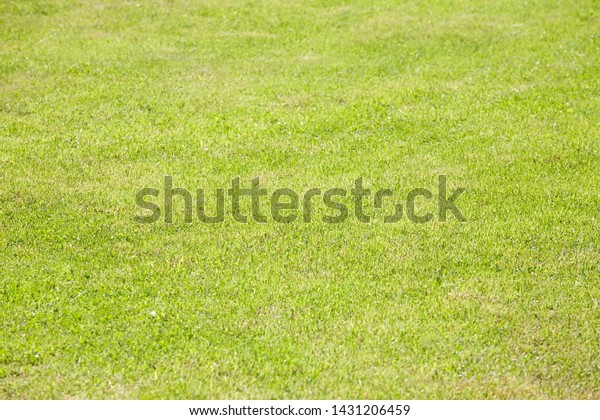 Green Grass Lawn Pattern Texture Closeup Stock Photo 1431206459 ...