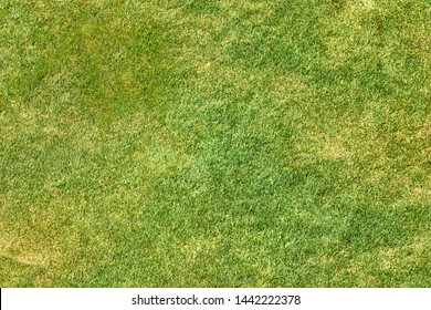 114 Grass reference texture Images, Stock Photos & Vectors | Shutterstock
