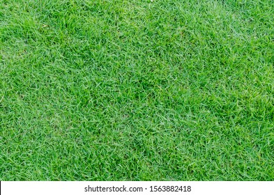 Green Grass Pattern Texture Background Closeup Stock Photo 1563882418 ...