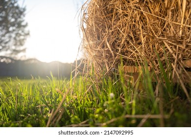 5,414 Sheaf grass Images, Stock Photos & Vectors | Shutterstock