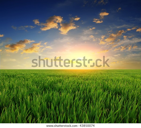 Green Grass Sunset Stock Photo 43850074 | Shutterstock