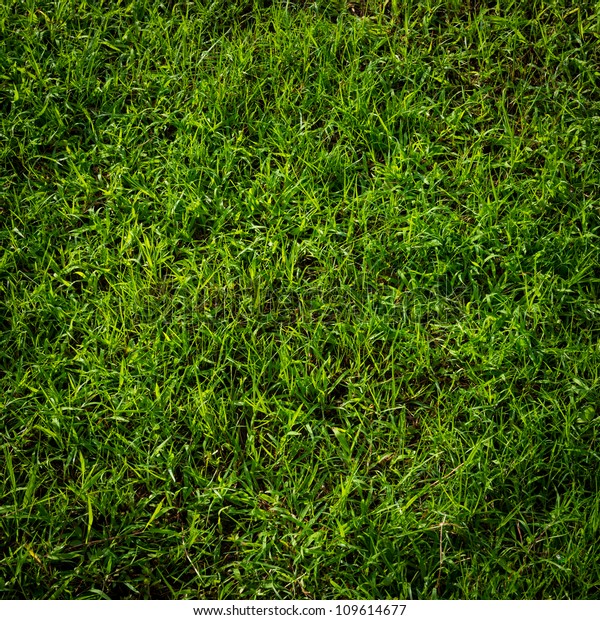 Green Grass Surface Stock Photo (Edit Now) 109614677