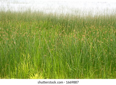 Green Grass Texture Stock Photo 1669887 | Shutterstock