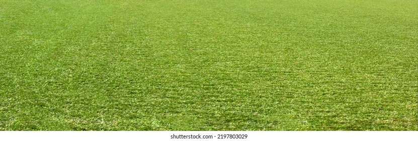 Green Grass Texture Background Depth Perspective Stock Photo 2197803029 | Shutterstock