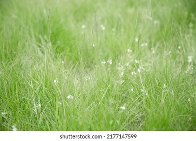 Green Grass Texture Background Perspective View Stock Photo 2177147599 ...