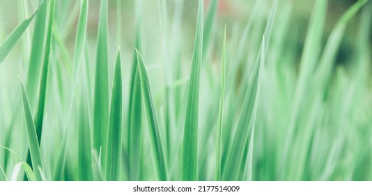 Green Grass Texture Background Perspective View Stock Photo 2177514009 ...