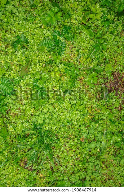 Green Grass Texture Background Starweed Winterweed Stock Photo ...