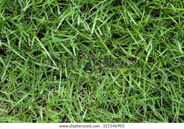 Green Grass Texture Plane Perpendicular Shooting Stock Photo 321546905 ...