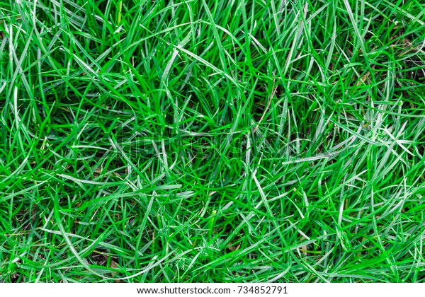 Green Grass Texture Seamless Seamless Backgroundhorizontal库存照片734852791 ...