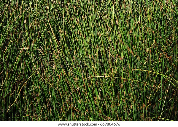Green Grass Texturemarsh Grass Stock Photo 669804676 | Shutterstock