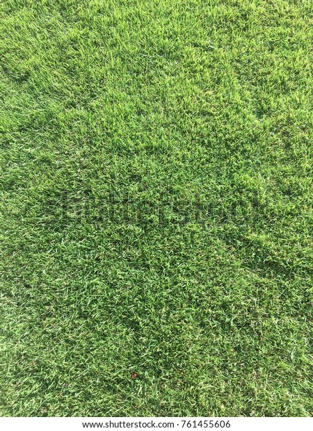 Green Gress Background Stock Photo 761455606 | Shutterstock