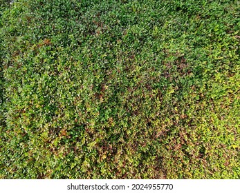 Green Ground Cover Seamless Texture Tile Stock Photo 2024955770 ...