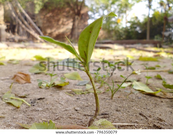 Green Growing Tree Small Tree Stem Stock Photo 796350079 | Shutterstock