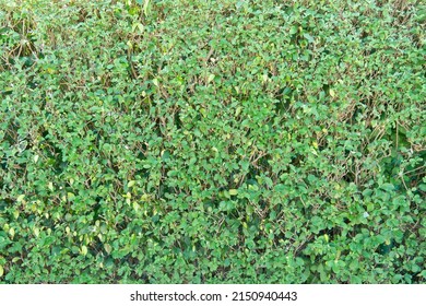 Green Hedge Background Solid Background Green Stock Photo 2150940443 ...