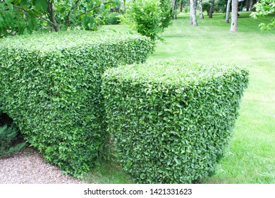 Green Hedge Rectangular Shrubs Landscape Design Stock Photo 1421331623 ...