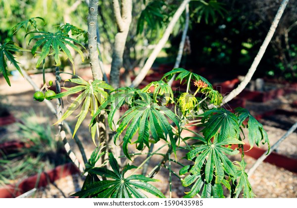 Green Jatropha Multifida Shrub Tree Stock Photo 1590435985 | Shutterstock