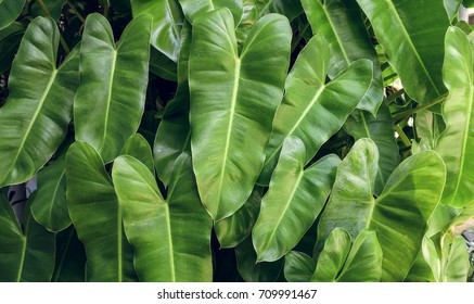 Stinky Bean Smelly Bean Petai Indonesia Stock Photo 1630398229 ...