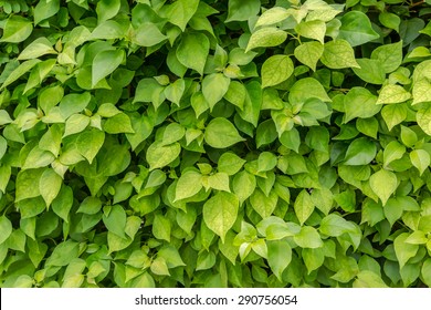 49,948 Crowded plants Images, Stock Photos & Vectors | Shutterstock