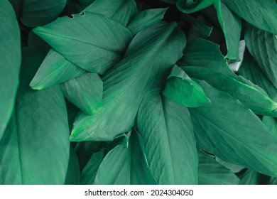 Green Leaf Background Green Leaf Backdrop Stock Photo 2024304050 ...