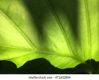 Green Leaf Background Light Effect Daylight Stock Photo 471602804 ...
