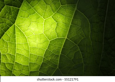 420,219 Big Green Leaves Background Images, Stock Photos & Vectors ...