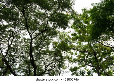 Green Leaf Big Trees Texture Background Stock Photo 461805946 ...