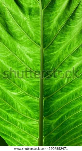 Green Leaf Bone Texture Revelead By Stock Photo 2209852471 | Shutterstock