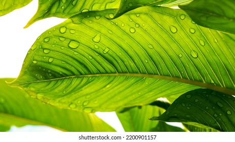 44,946 Bone leaf Images, Stock Photos & Vectors | Shutterstock