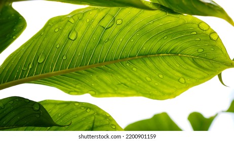 44,946 Bone leaf Images, Stock Photos & Vectors | Shutterstock