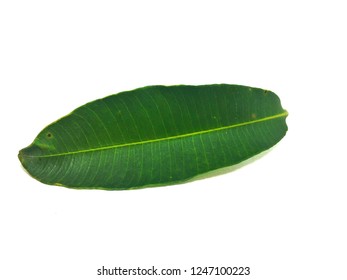 Green Leaf Devil Tree Alstonia Scholaris Stock Photo (Edit Now) 1247100619