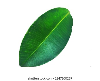 Green Leaf Devil Tree Alstonia Scholaris Foto Stok 1247100325 ...