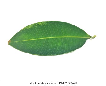 Green Leaf Devil Tree Alstonia Scholaris Stock Photo 1247100568 ...