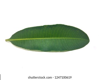 Green Leaf Devil Tree Alstonia Scholaris Stock Photo (Edit Now) 1247100619