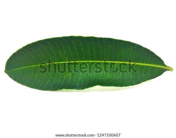 Green Leaf Devil Tree Alstonia Scholaris Stock Photo 1247100607 ...